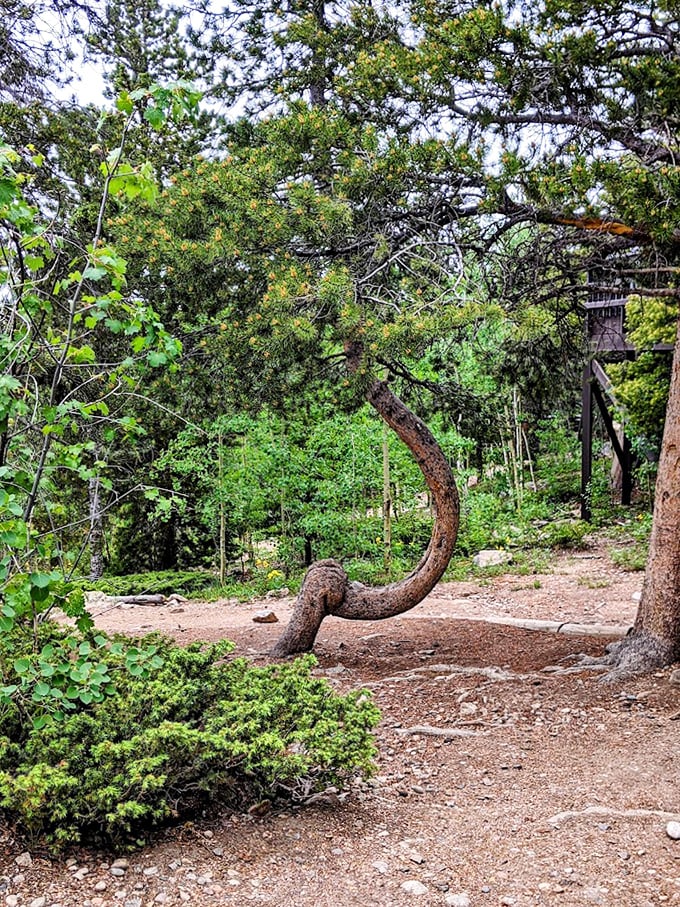 That tree didn't just grow&mdash;it decided to become a conversation piece. Nature's sculpture garden includes this masterpiece titled "Persistence."