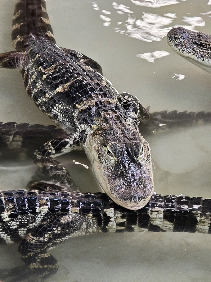 Only in Florida! These resident gators remind visitors they're shopping in the Sunshine State, where wildlife and retail therapy coexist.