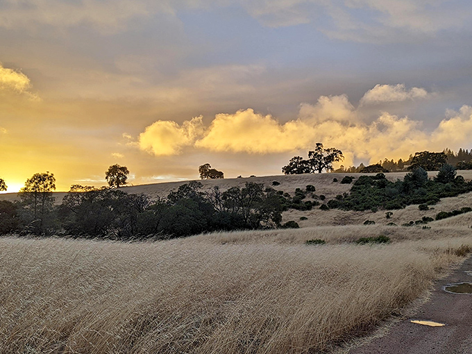 Golden hour transforms ordinary grassland into a scene worthy of a Hollywood epic. Nature's magic hour in full effect.