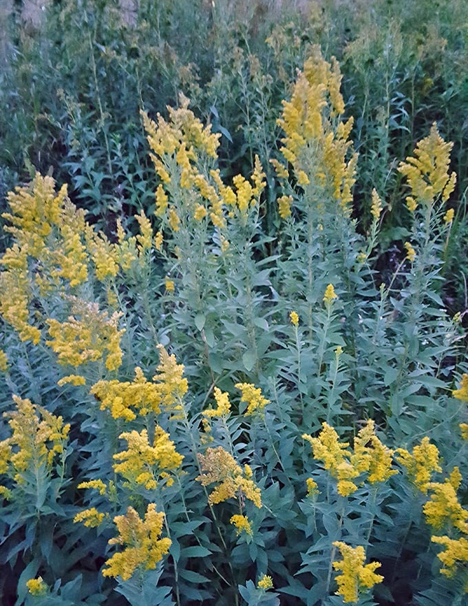 Golden sentinels of late summer: These vibrant goldenrod blooms stand tall, nature's way of saying autumn's color show is just getting started.