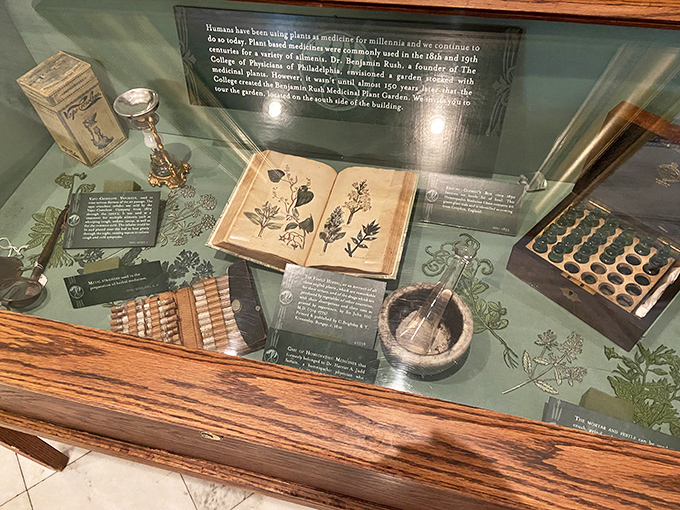 Before pharmaceuticals, doctors relied on nature's pharmacy &ndash; this display of historical botanical medicine would make your garden-loving grandmother fascinated.