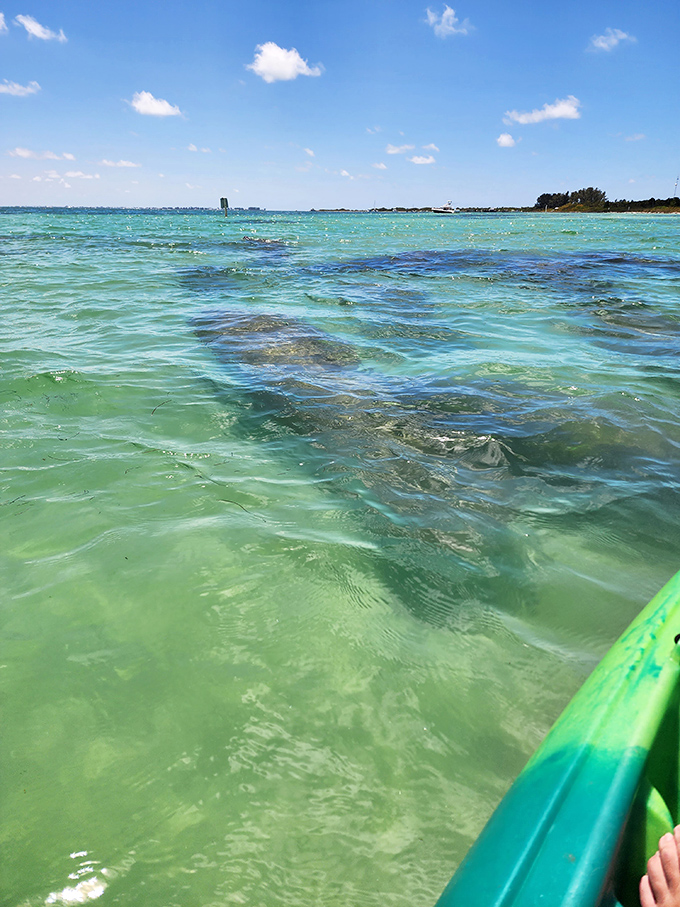 Crystal waters so clear you can practically hear the fish gossiping. The kind of transparency politicians can only dream about. 