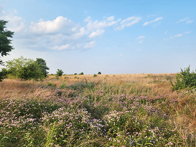 Wildflower meadows buzzing with pollinators create nature's version of a cocktail party. No invitations required, just bring your appreciation for subtle beauty.