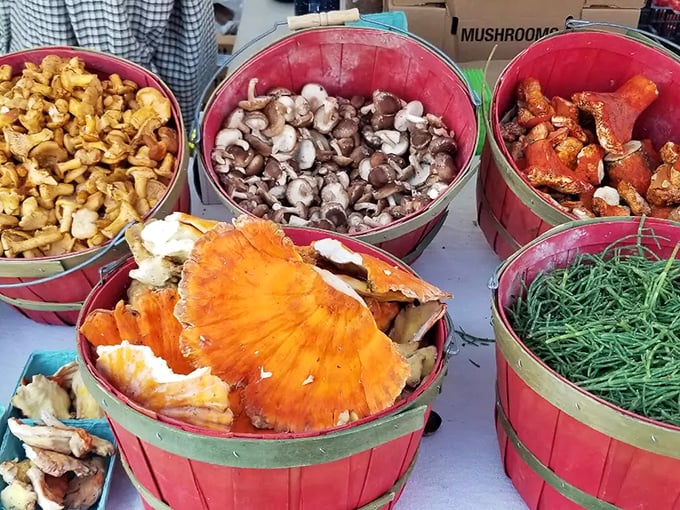 Nature's treasure chests! These mushroom varieties showcase the forest's bounty &ndash; from golden chanterelles to earthy creminis, each with its own culinary superpower.