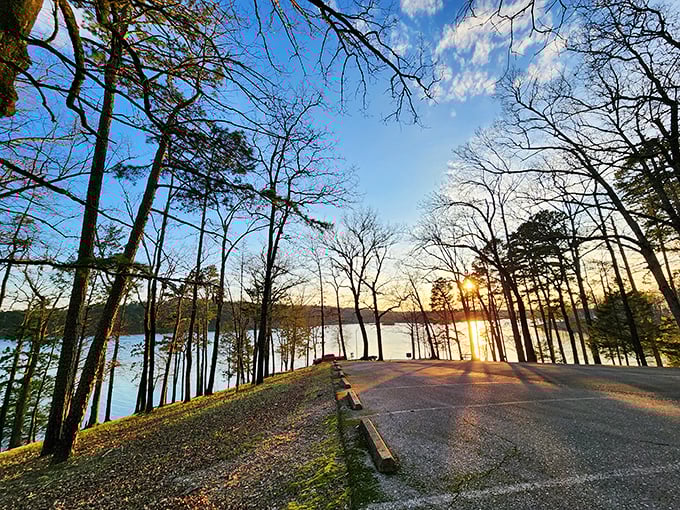 Golden hour magic where the trees stand like sentinels, guarding the secret that weekday sunsets are often better than weekend ones. 
