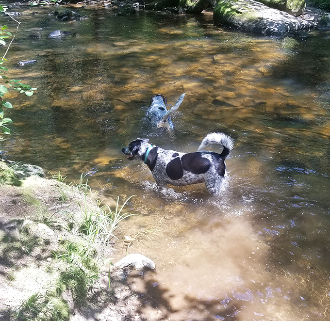 Dogs living their best lives: where stream splashing replaces screen time and every stick is potentially the best stick ever found.