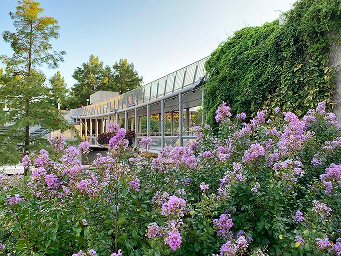 Lavender blooms frame the conservatory like nature's own Instagram filter. These purple beauties don't need #nofilter to impress.