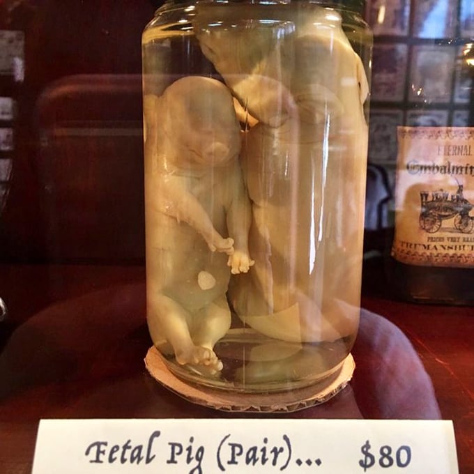 Those preserved fetal pigs in formaldehyde represent biological specimens used for educational purposes, albeit unsettling ones here.