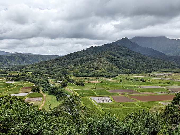 Taro fields stretch like nature's patchwork quilt, stitched together by generations of farming wisdom.
