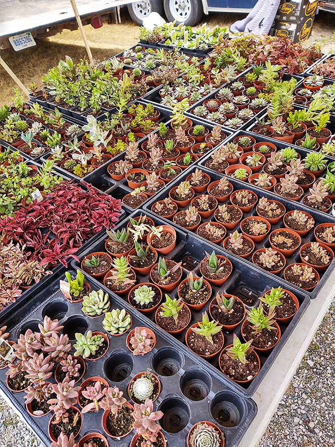 Succulent heaven for plant parents who appreciate beauty that survives Michigan winters indoors. Low maintenance relationships at their finest.