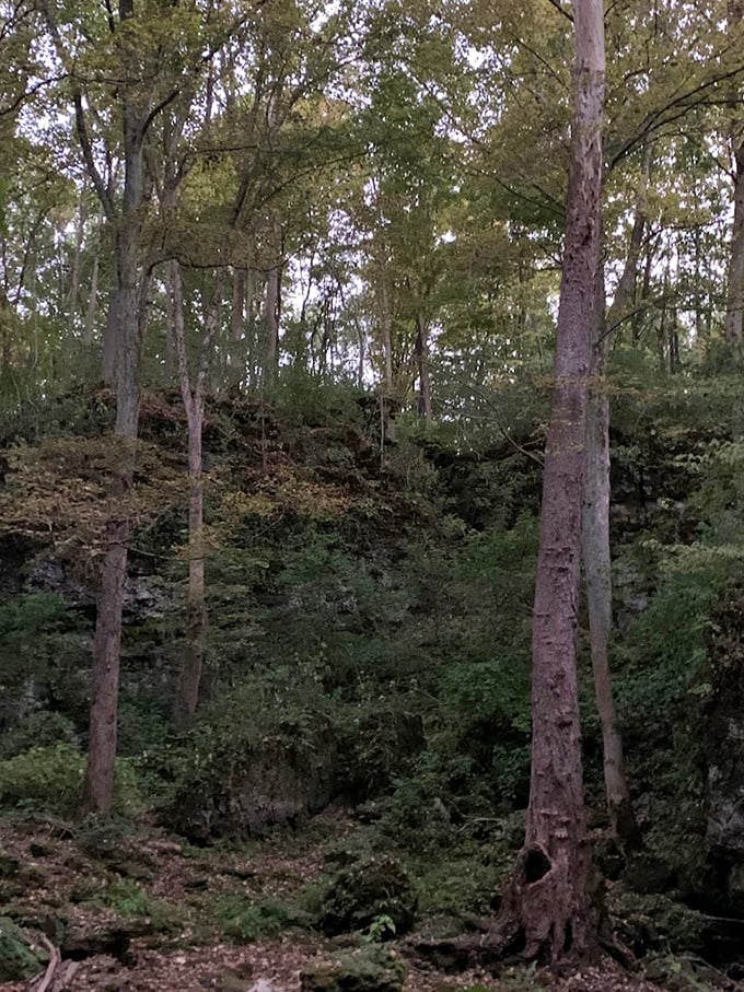 These towering sentinels have been standing watch over the forest for generations. If trees could talk, imagine the stories they'd tell.