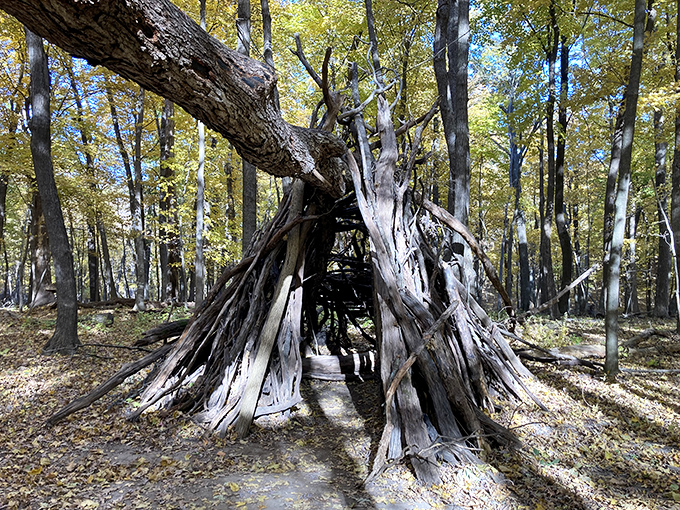 Nature's architecture: a woodland shelter crafted from fallen branches. Primitive Airbnb with five-star ventilation and unlimited stargazing potential.