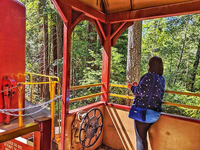 The open-air observation cars provide the ultimate forest bathing experience&mdash;breathe in that pristine redwood air while safely rolling through wilderness. 