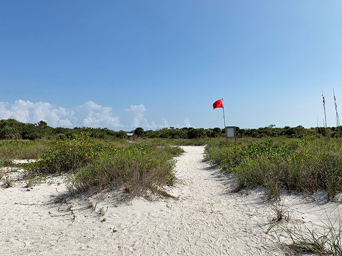 The path less traveled leads to rewards untold. This sandy trail beckons explorers through coastal vegetation toward the soundtrack of breaking waves.