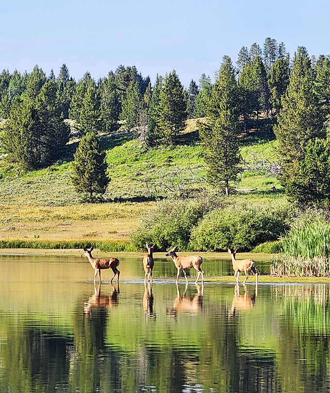 These deer didn't get the memo about social distancing, creating a perfect reflection that doubles the wildlife viewing pleasure.