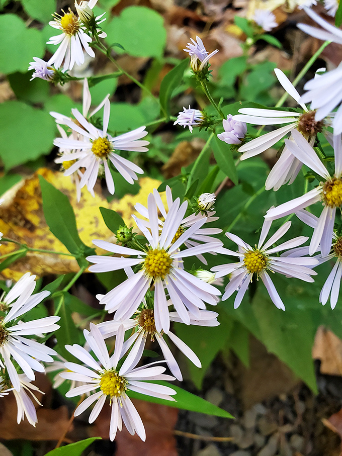 While the waterfall gets all the glory, these delicate wildflowers quietly steal the show for observant visitors with an eye for detail.