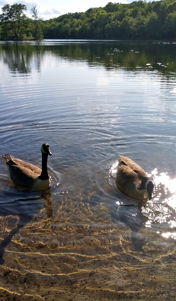 Canada geese cruise Lake Frances like they own the place&mdash;and honestly, they might. Nature's original snowbirds know prime real estate when they see it.