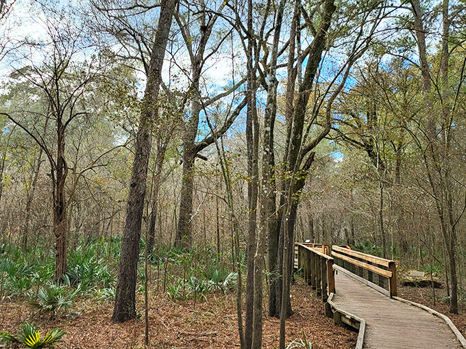 This wooden boardwalk promises adventure with every step. Follow it through a landscape that hasn't changed much since mastodons roamed Florida.