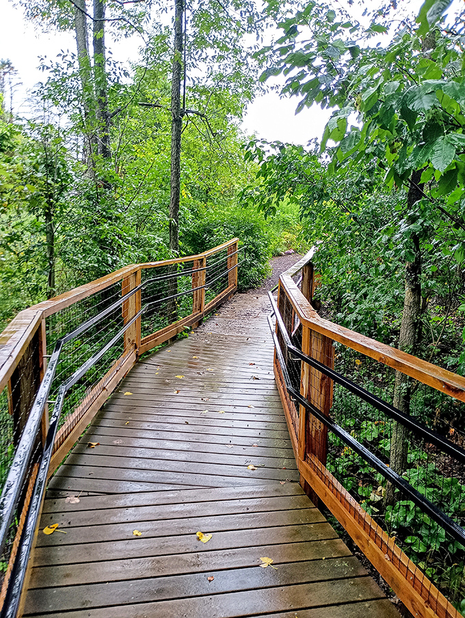 The elevated boardwalk invites exploration through native woodlands, offering views without disturbing the ecosystem&mdash;nature's version of "look, don't touch."