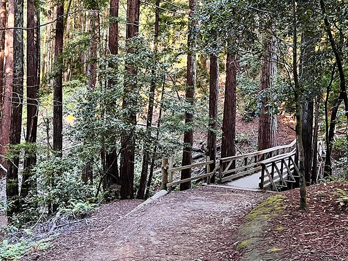 This charming footbridge isn't just functional—it's practically begging to be the backdrop for your next holiday card or midlife crisis reflection.