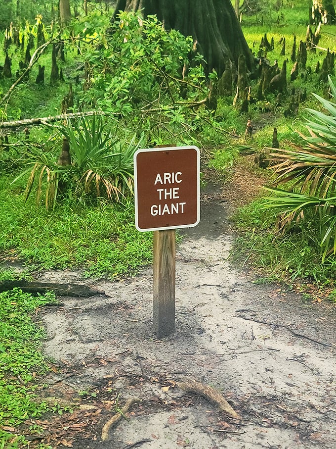 "Aric The Giant" sounds like Florida's answer to Paul Bunyan. This mysterious marker hints at stories waiting to be discovered along the cypress-lined paths.