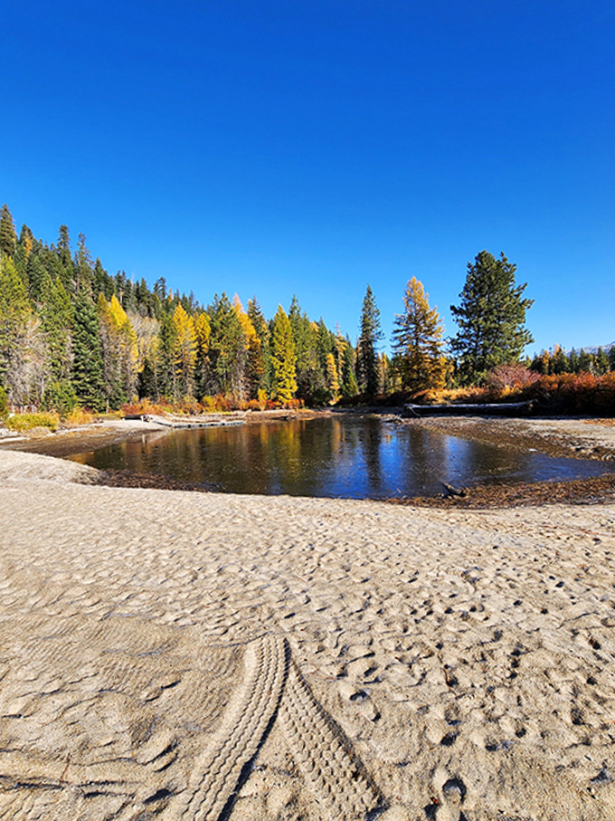 Autumn transforms the landscape into an artist's palette, with golden aspens stealing the spotlight from their evergreen neighbors without apology.