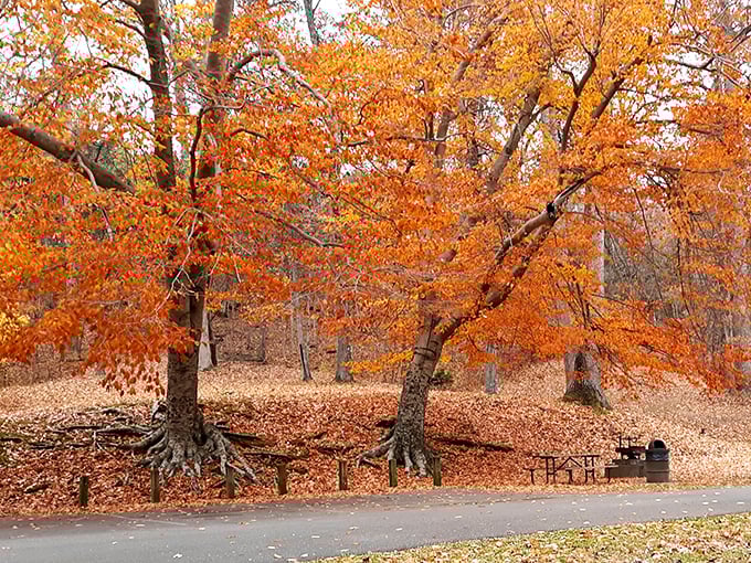 Fall's fiery display transforms Dixon Springs into nature's art gallery. These autumn trees don't just change color&mdash;they show off with theatrical flair.