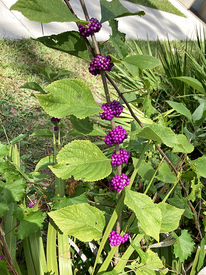 American beautyberry showcases its vibrant purple clusters &ndash; nature's jewelry display that outshines anything you'll find in a mall.