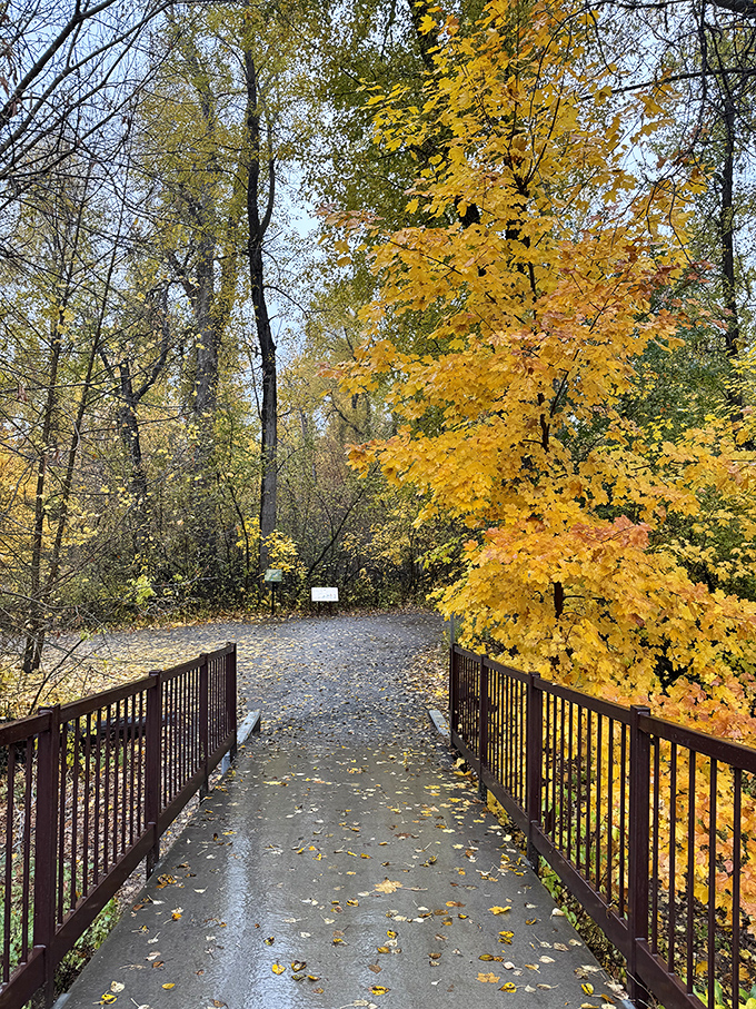 Autumn paints Blackbird Island's bridge in golden hues, creating a pathway that practically begs you to wander while contemplating life's big questions or lunch options.