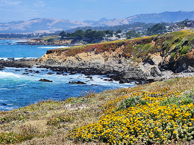 Nature's masterpiece unfolds along Cambria's coastal bluffs, where wildflowers compete with ocean views for your attention.