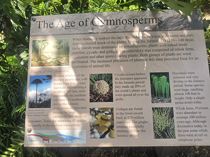 Even dinosaurs appreciated good landscaping—this educational panel connects today's garden enthusiasts with prehistoric plant lovers.