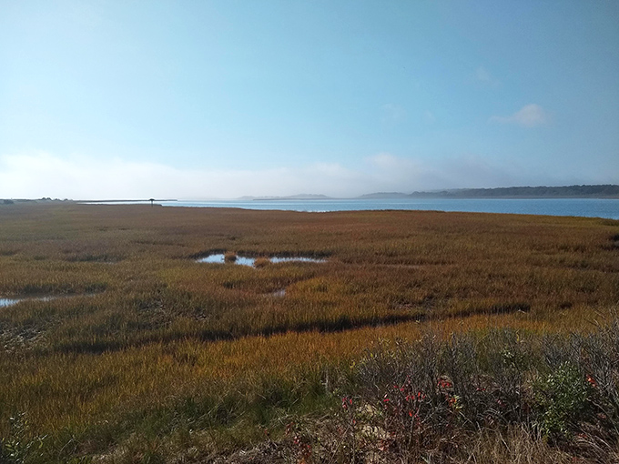 Golden marshlands of Cape Poge Wildlife Refuge create a stunning contrast with azure waters, showcasing nature's talent for perfect color coordination.