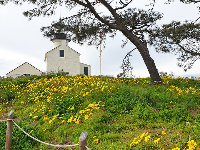 Spring transforms the lighthouse grounds into a golden carpet of wildflowers, nature's way of saying "this view wasn't already perfect enough."