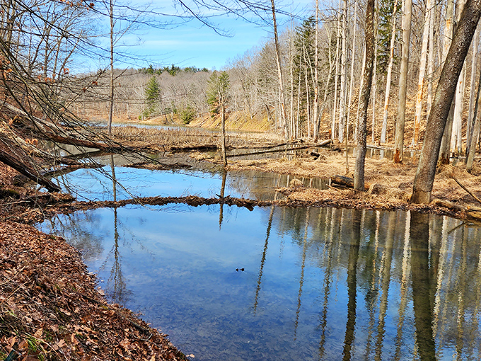 Winter's retreat reveals the forest's quiet waterways, where fallen trees create natural bridges and habitats for countless creatures.