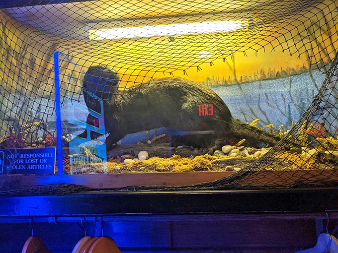 The restaurant's mascot&mdash;a taxidermied black otter&mdash;watches over diners from its blue-lit display case sanctuary.