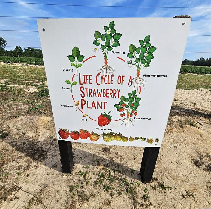 Science class meets snack time with this educational display showing how those delicious berries journey from seed to sweetness.