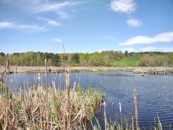 Essex Woods' wetlands reflect spring's renewal, where cattails stand sentinel over waters teeming with hidden wildlife dramas.