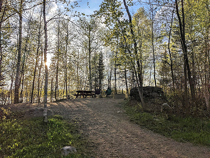 This sun-dappled trail invites exploration, where birch trees create nature's cathedral and adventure awaits around every bend.