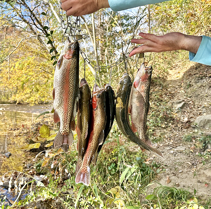 A successful fishing expedition yields a string of rainbow trout—proof that the waters around this bridge offer more than just pretty views.