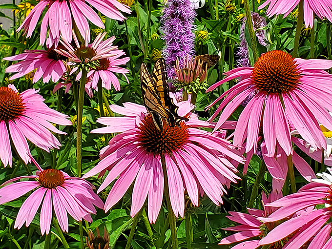 Nature's own fireworks display. These vibrant coneflowers attract butterflies and photographers with equal enthusiasm throughout the summer months. 