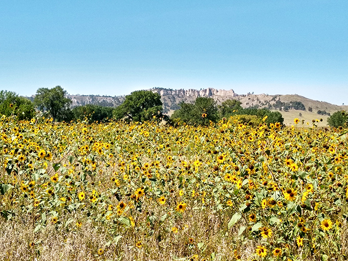 Sunflowers stretch toward buttes that look like they wandered over from Wyoming and decided to stay.
