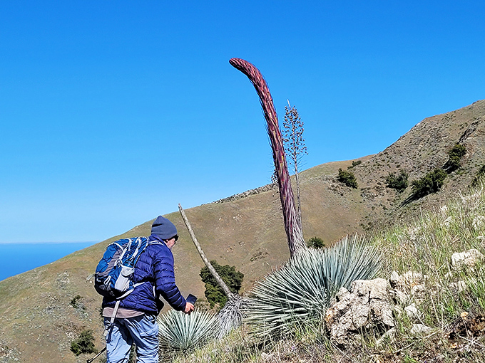 Hiking these trails isn't just exercise&mdash;it's time travel to when the world was new, with rare plants standing sentinel like living dinosaurs.
