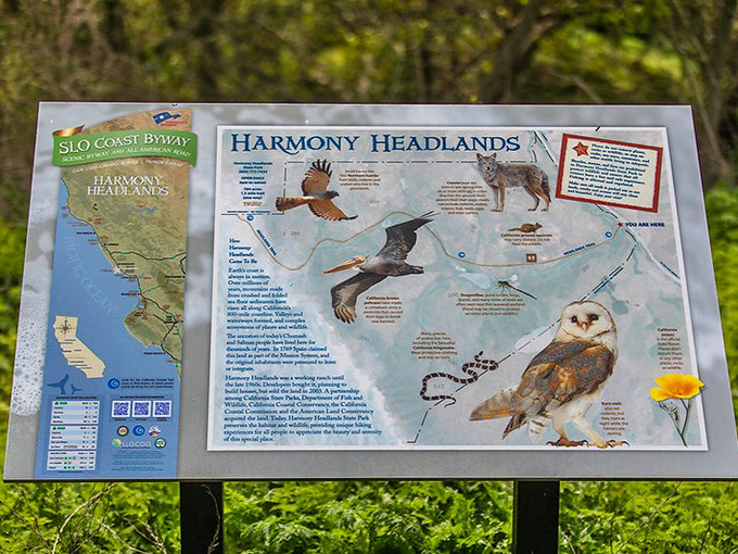 Wildlife spotting becomes an educational treasure hunt thanks to informative trail signs that reveal the park's remarkable biodiversity.