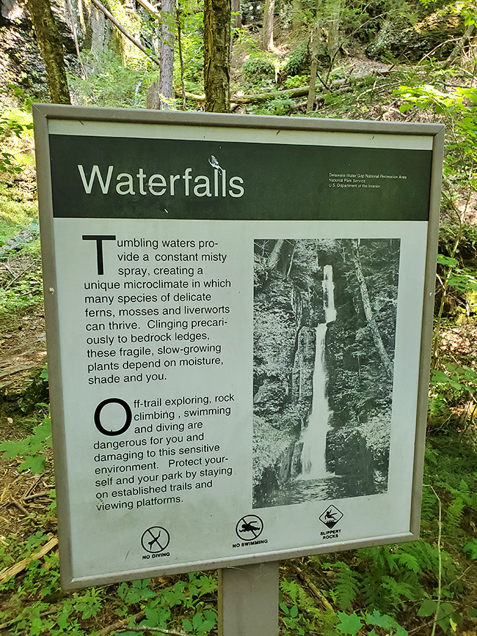 Educational signs explain the delicate ecosystem thriving in the misty microclimate created by these tumbling waters.