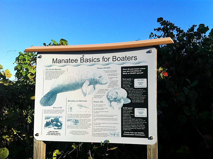 Manatee education station. These gentle sea cows frequent the waters around Stump Pass, moving at a pace that defines "Florida retirement goals."