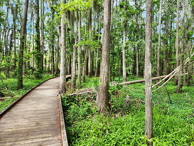 Nature's cathedral&mdash;cypress trees draped in Spanish moss create a serene pathway through Louisiana's swampland, no bug spray required (but highly recommended).