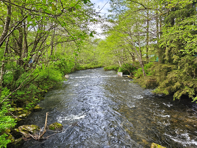 Ketchikan Creek flows with purpose, like nature's own conveyor belt delivering salmon to their ancestral spawning grounds.
