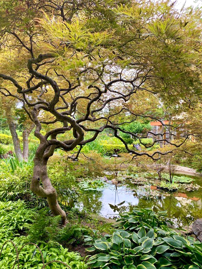 Nature's contortionist! This twisted tree performs impossible yoga poses above a serene pond, showing off centuries of botanical flexibility.