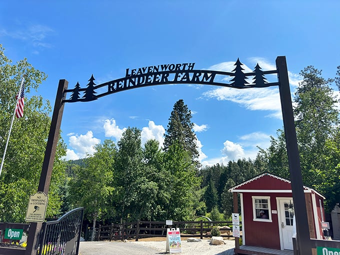Santa's summer residence? The Leavenworth Reindeer Farm welcomes visitors year-round to meet Christmas celebrities on their off-season.