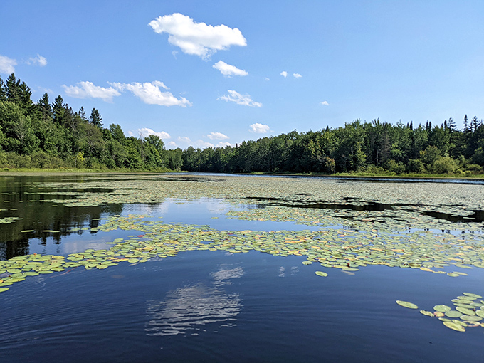 Mirror-like waters reflect the surrounding forest. This tranquil pond scene is nature's version of a meditation app—but infinitely better.